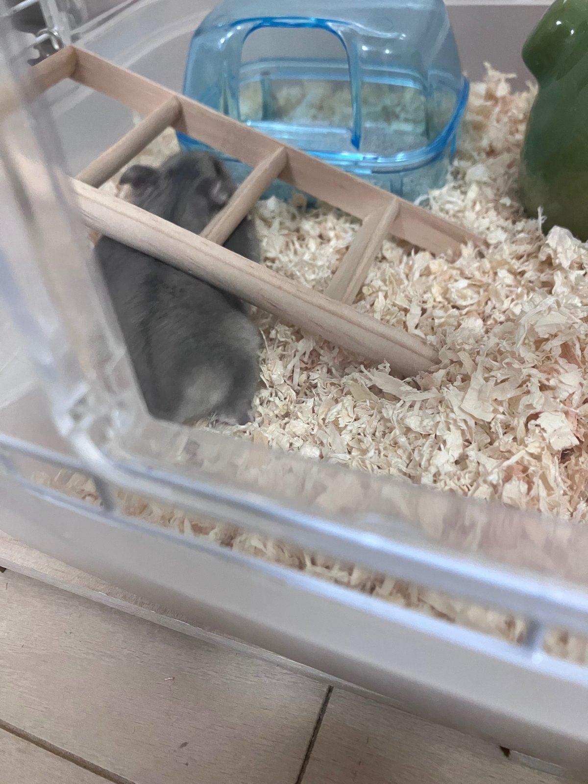 【ハムスター】りみ様 観察日記(21) 12/8〜12/14｜ichi LABO