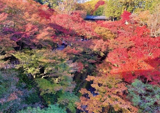 中国の日本渡航自粛呼びかけで、中国人団体観光客が減った2025年秋の京都。「そうだ京都、行こう。」東福寺その1｜縹hanada