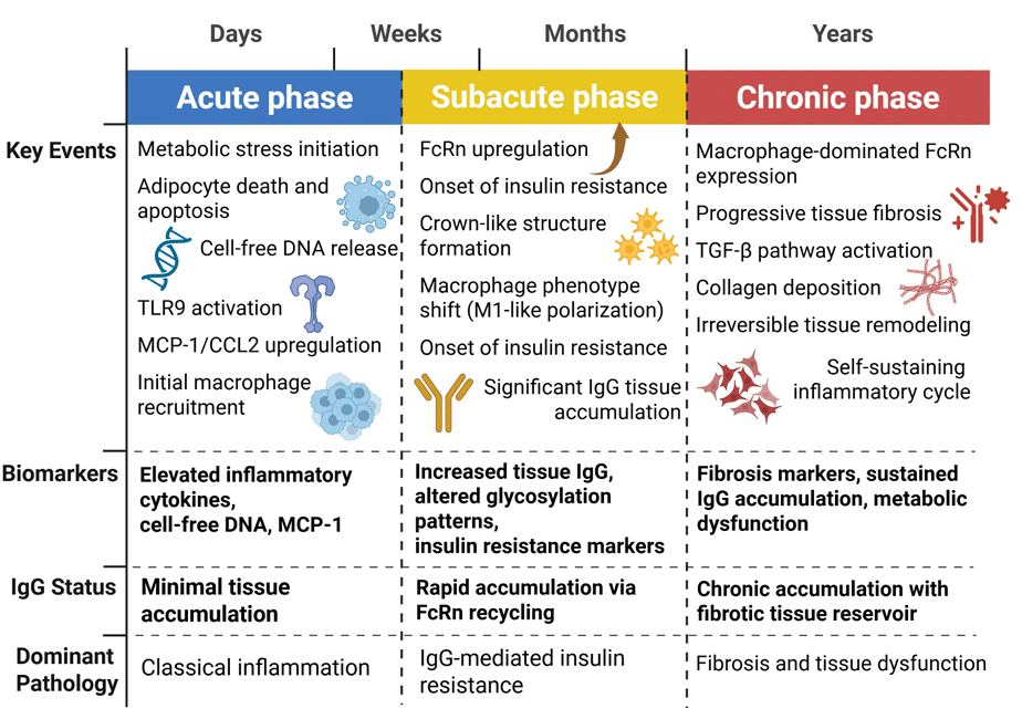 IgGを介した免疫代謝機能障害の時間的ダイナミクス：急性肥満から慢性老化まで｜カイン