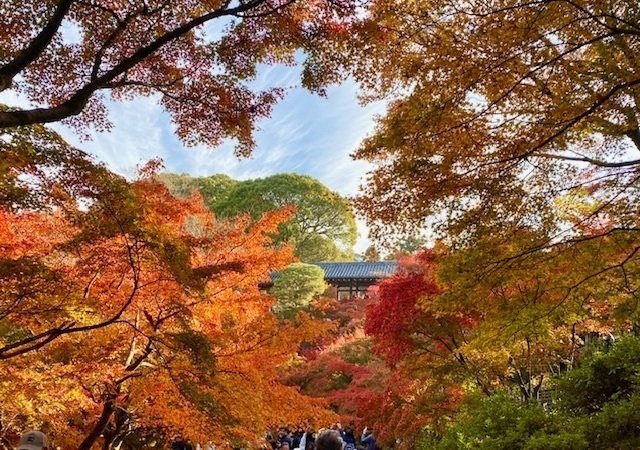 中国の日本渡航自粛呼びかけで、中国人団体観光客が減った2025年秋の京都。「そうだ京都、行こう。」東福寺その1｜縹hanada