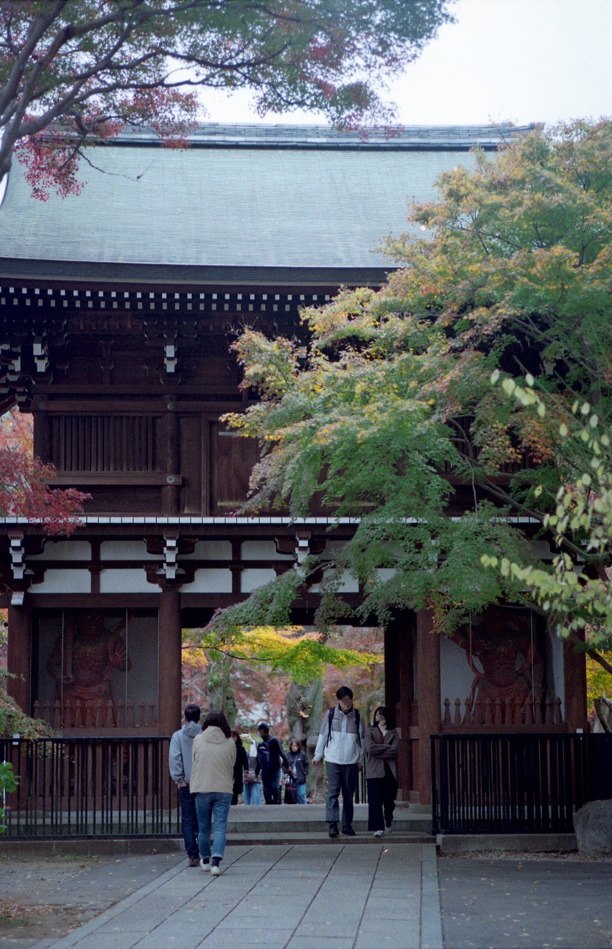 第39話 ペンタックスKM(フィルム機)で紅葉撮影｜Yasuhiro Ts