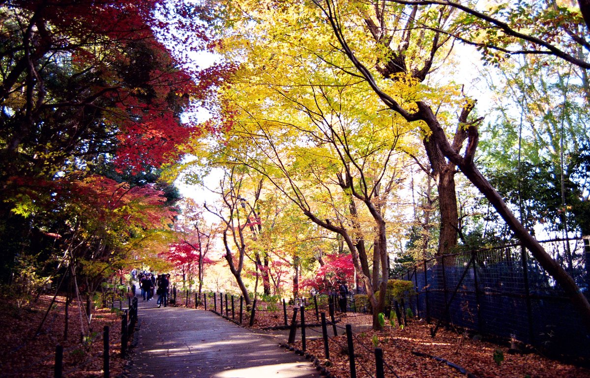 第39話 ペンタックスKM(フィルム機)で紅葉撮影｜Yasuhiro Ts