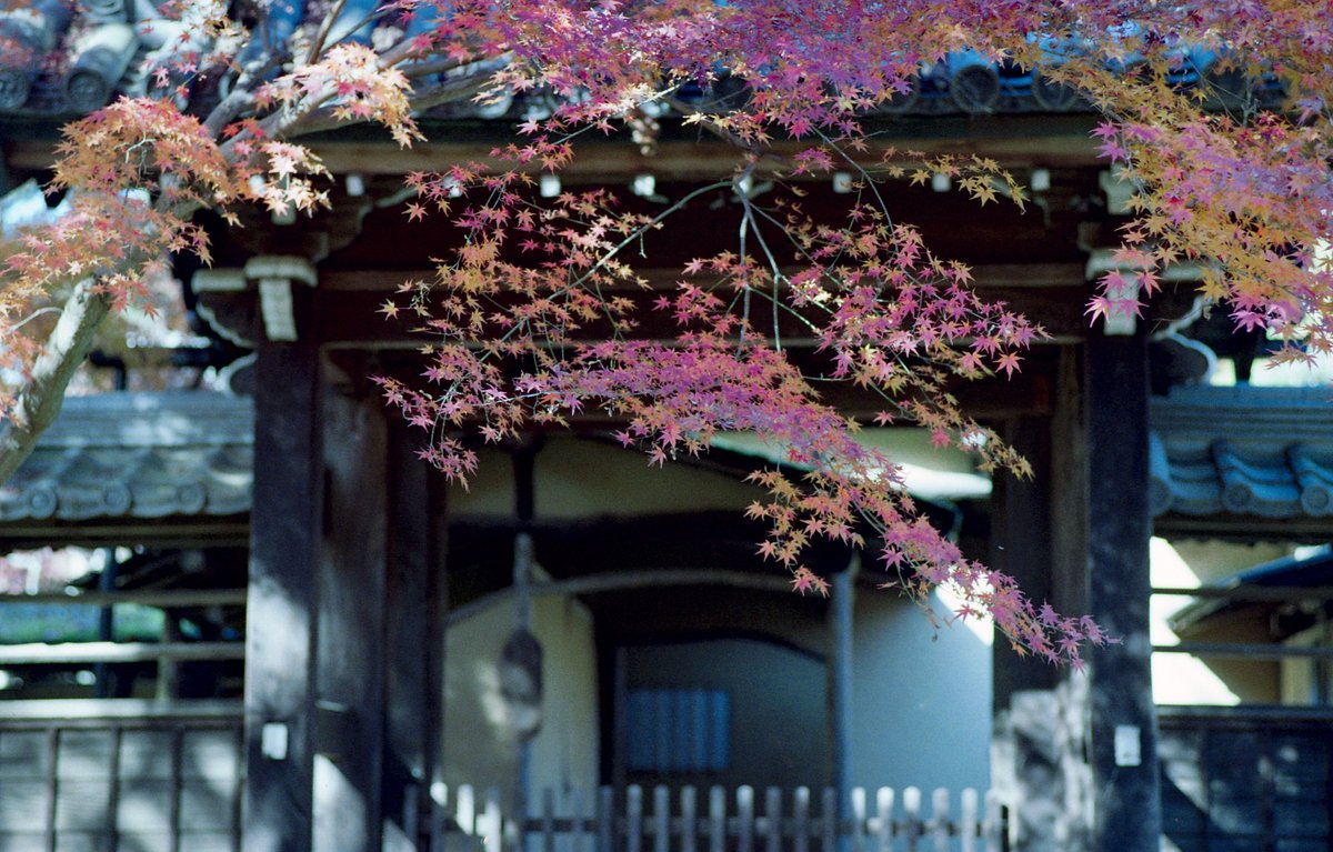 第39話 ペンタックスKM(フィルム機)で紅葉撮影｜Yasuhiro Ts