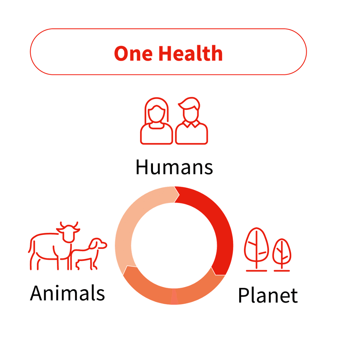 動物の健康を守ることは、人の未来を守ること。AMR問題に挑む、研究員の思い｜meijiらしさって何だろう？｜明治ホールディングス公式note