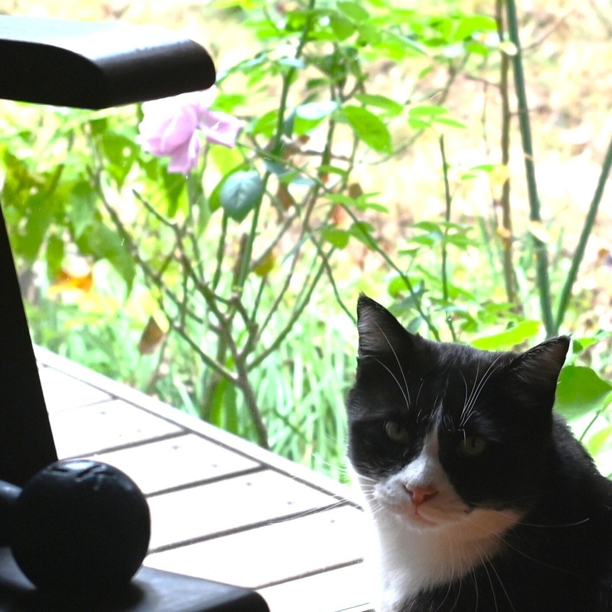 「猫百態」ブルー・ムーン｜Rabi Sato