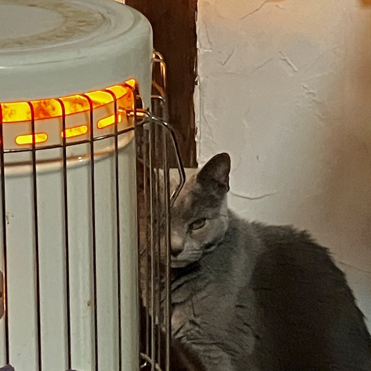 猫、49日｜勉強するくさかべ