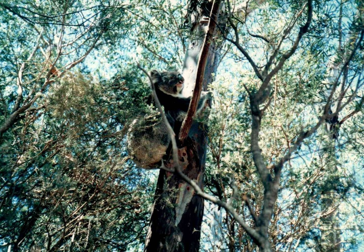 「私家版」 20世紀のオーストラリア・ラウンド記（その5）｜Okuiu tosa