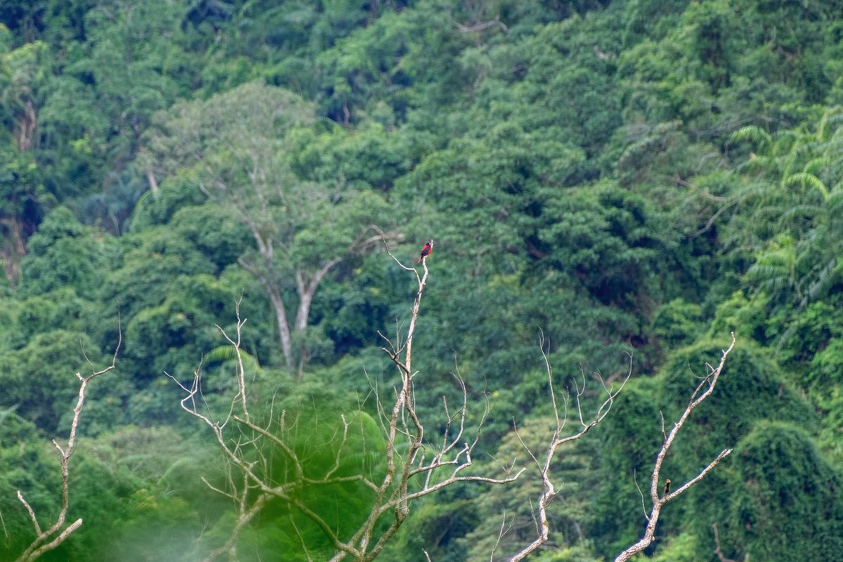 台湾野鳥観察記｜台北南部の林道と都市公園で35種を記録（25/12/19）｜Kaz Minematsu