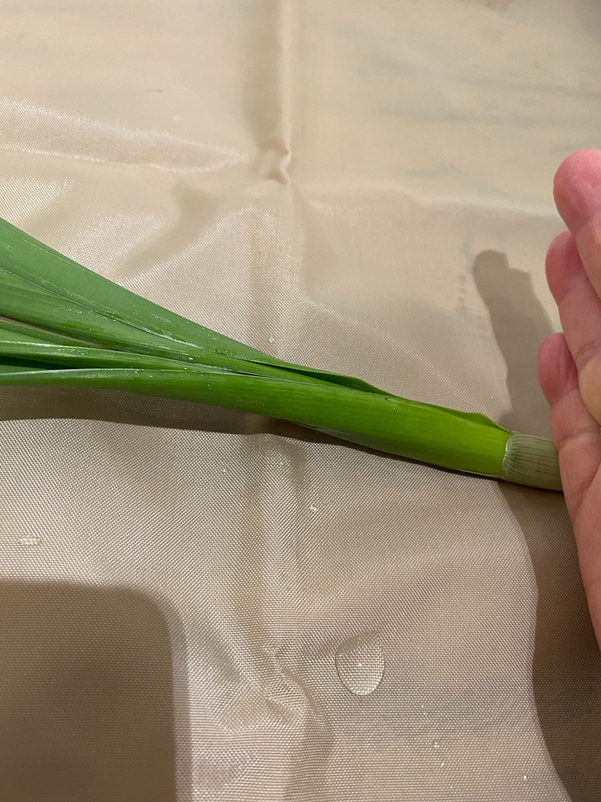 生け花hanalive / 水仙を生ける｜野花人(華萠)