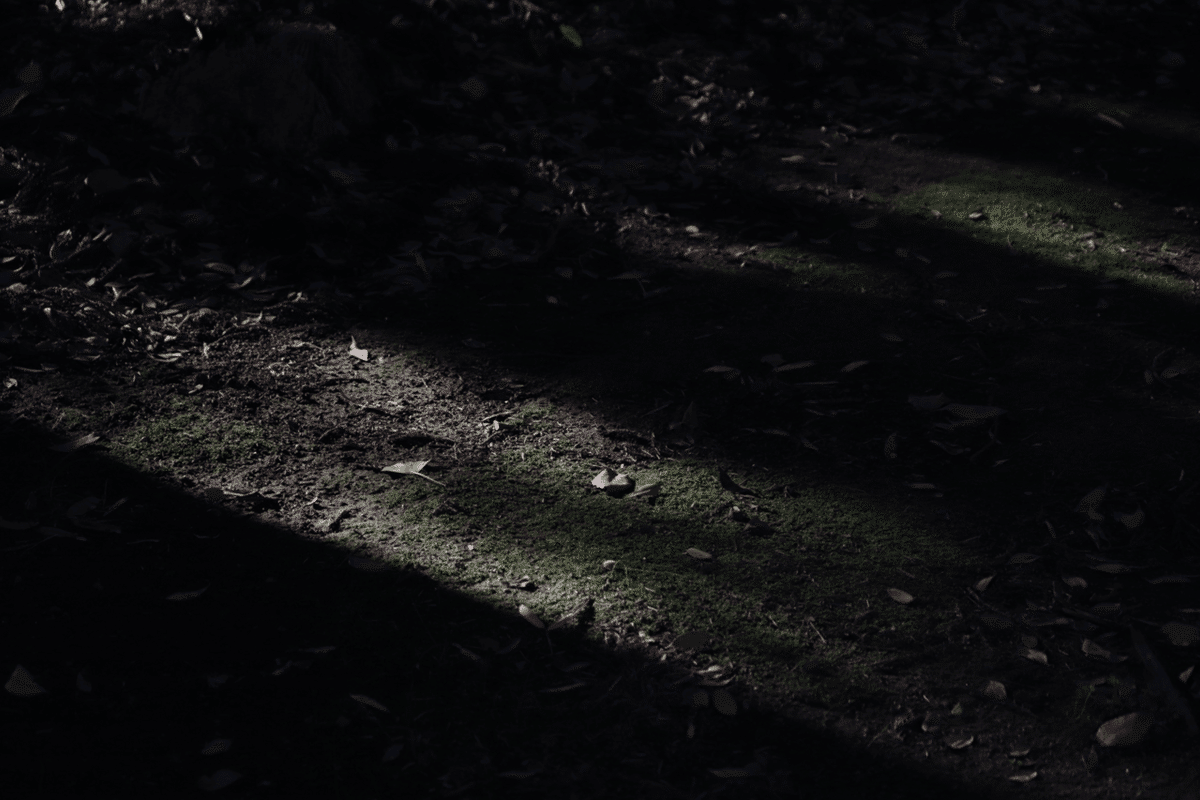 【animism#2】アニミズムって何なのさ？5W1Hで整理（長文7,600文字）｜森の知恵