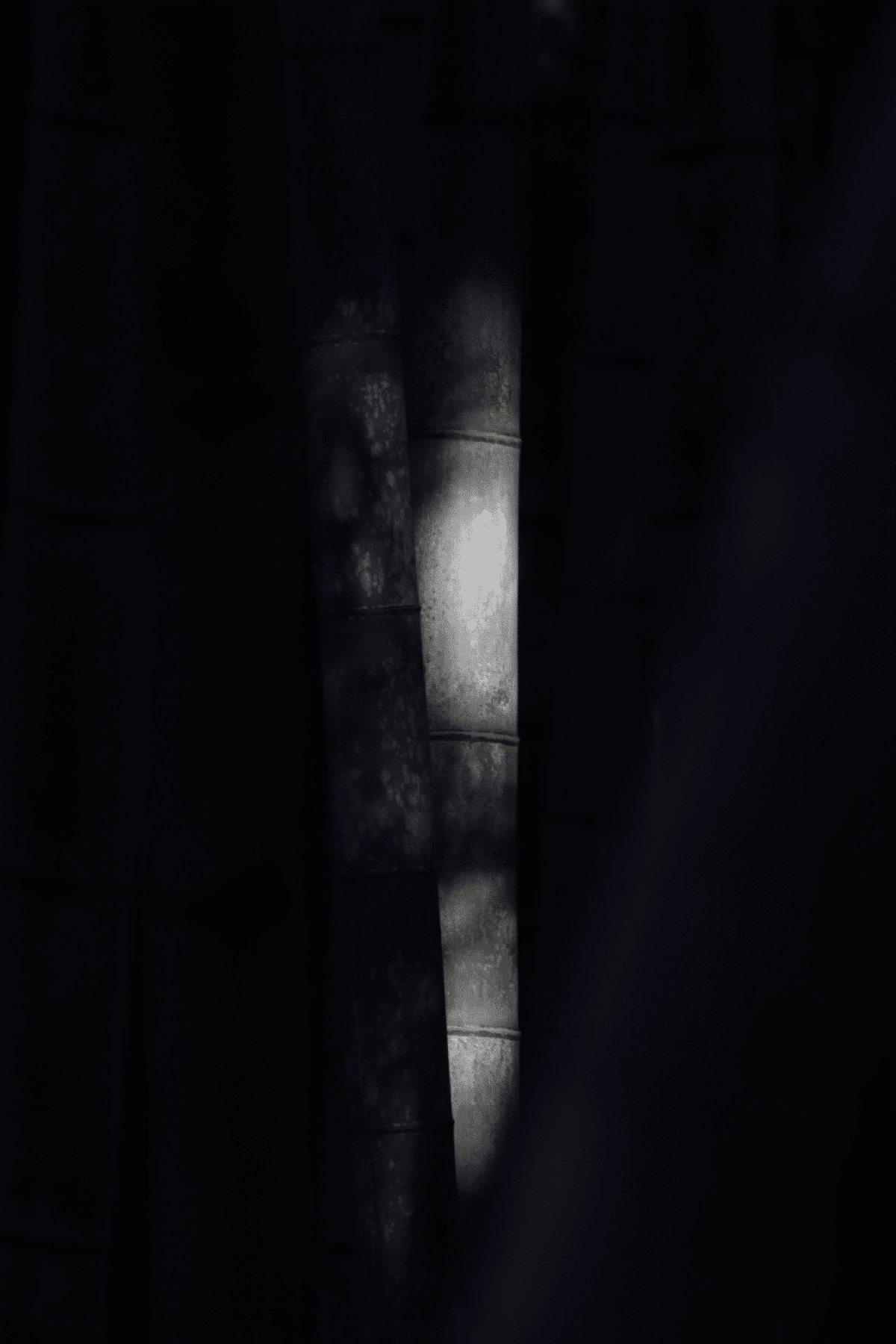 【animism#2】アニミズムって何なのさ？5W1Hで整理（長文7,600文字）｜森の知恵