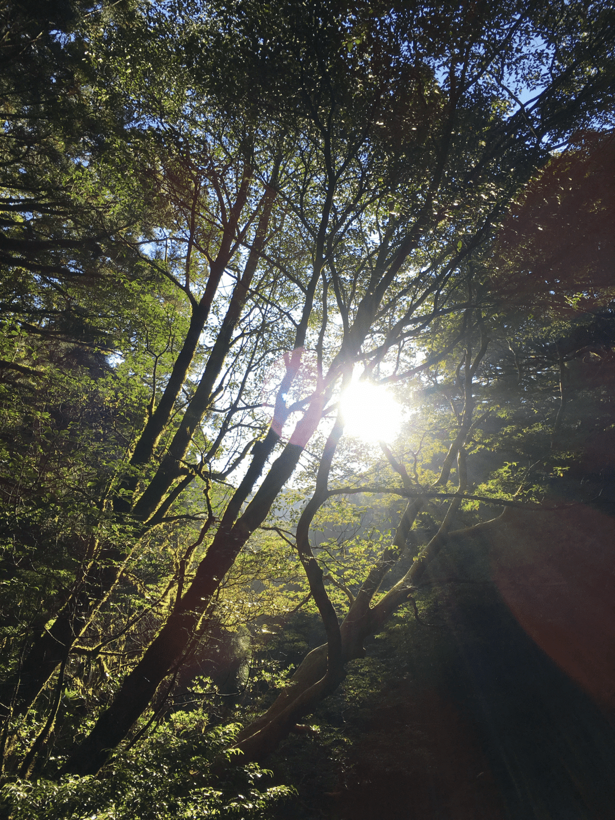 【animism#2】アニミズムって何なのさ？5W1Hで整理（長文7,600文字）｜森の知恵