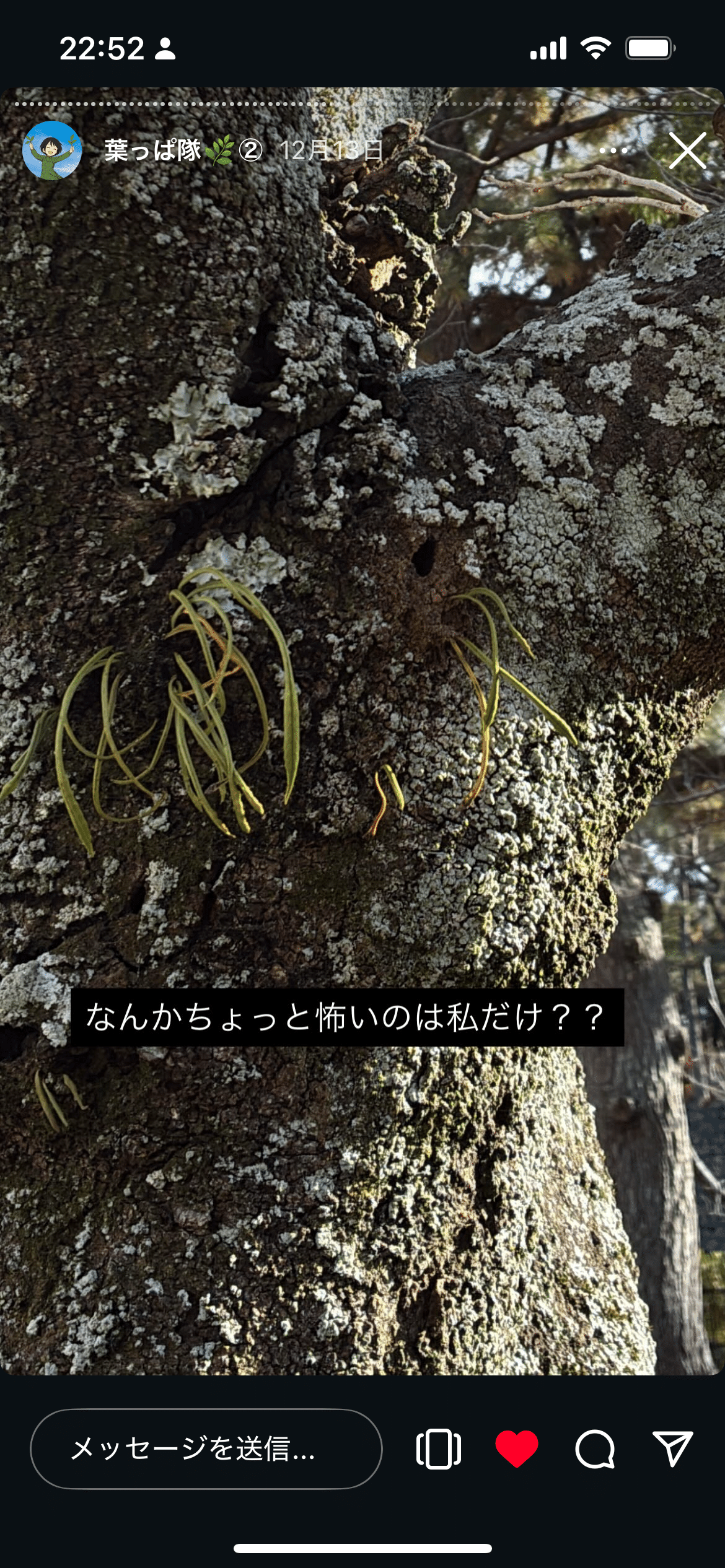 これって、こわい葉っぱなの?｜もおちゃん@里山暮らしをご案内