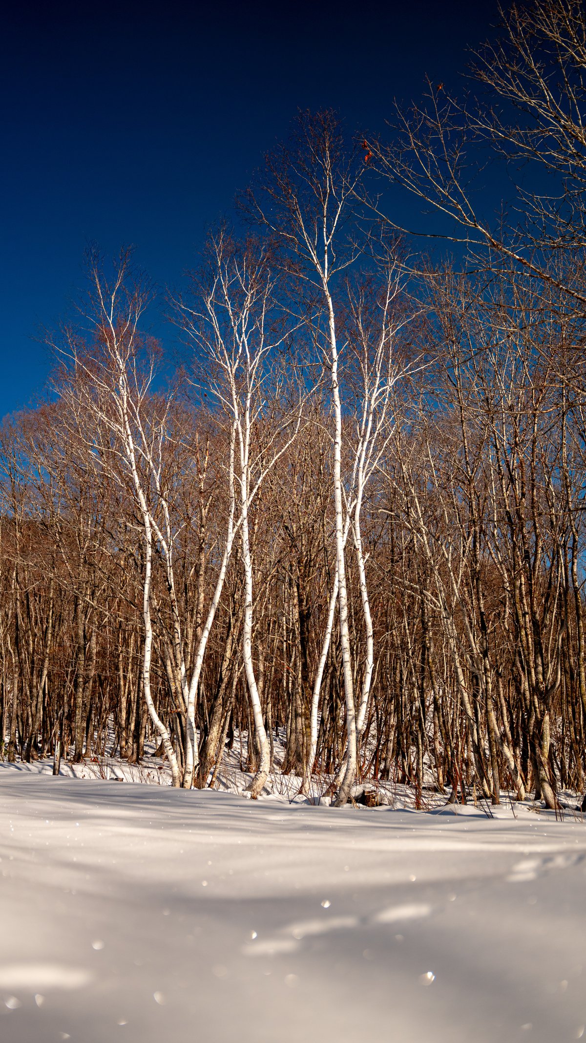 歳時記の里 奥会津昭和村へ白樺並木を撮影📷してきました☃️｜金しまっ