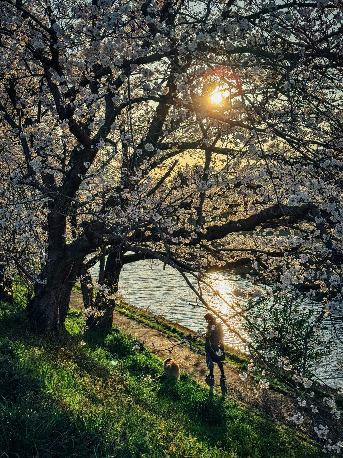 Riverside Scenery Colored by Cherry Blossoms 2025 (Aichi)｜Sakak