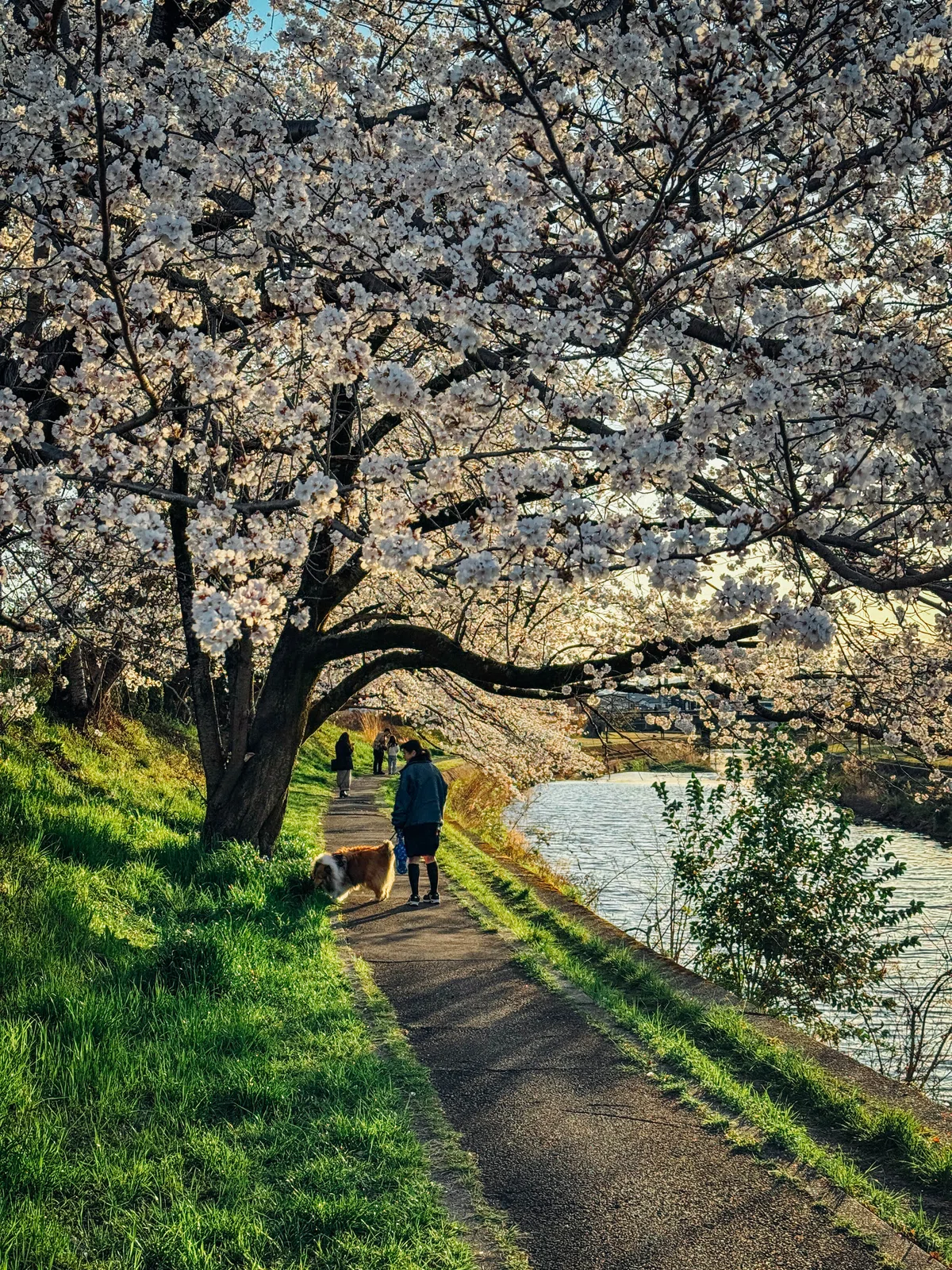 Riverside Scenery Colored by Cherry Blossoms 2025 (Aichi)｜Sakak