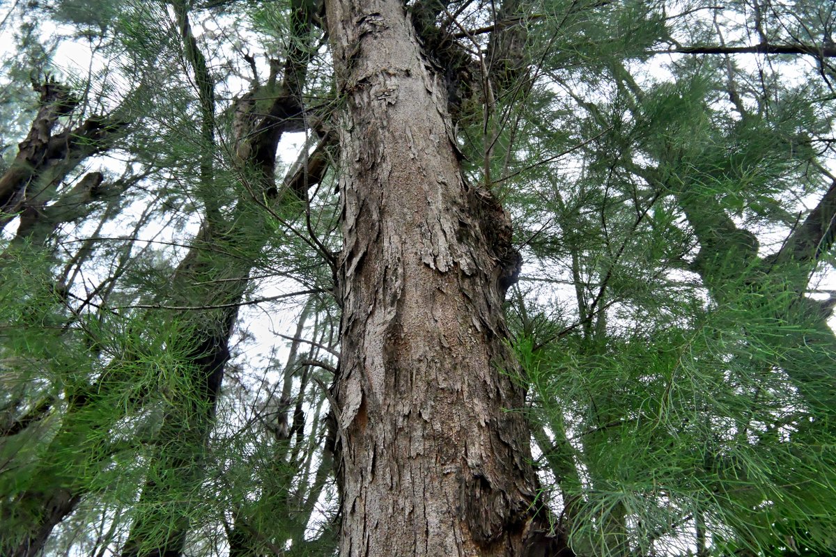 沖縄コンベンションセンター沿道のスナップ写真｜沖縄散歩人