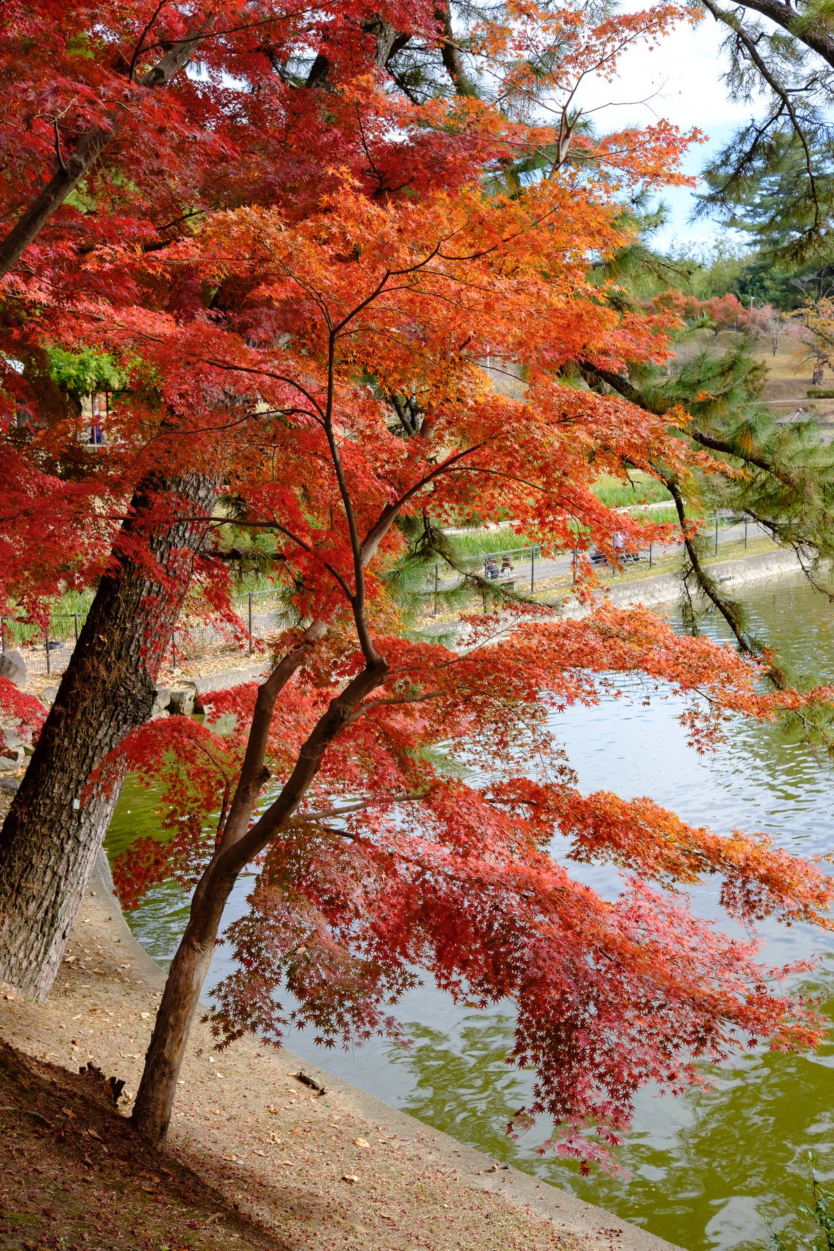 紅葉の秋 街の紅葉｜yamadagawa