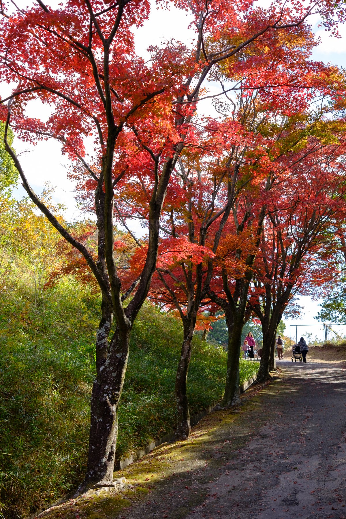 紅葉の秋 街の紅葉｜yamadagawa