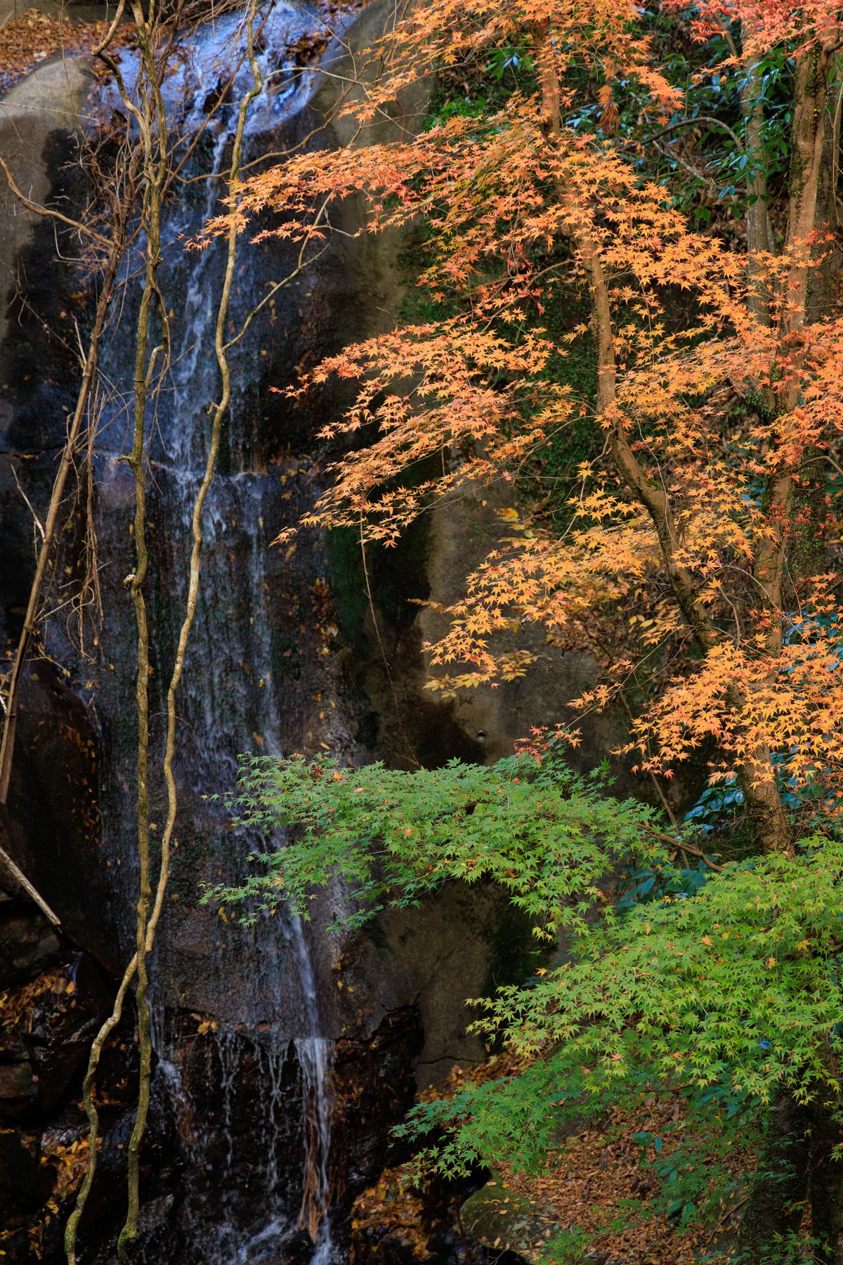 紅葉の秋 街の紅葉｜yamadagawa