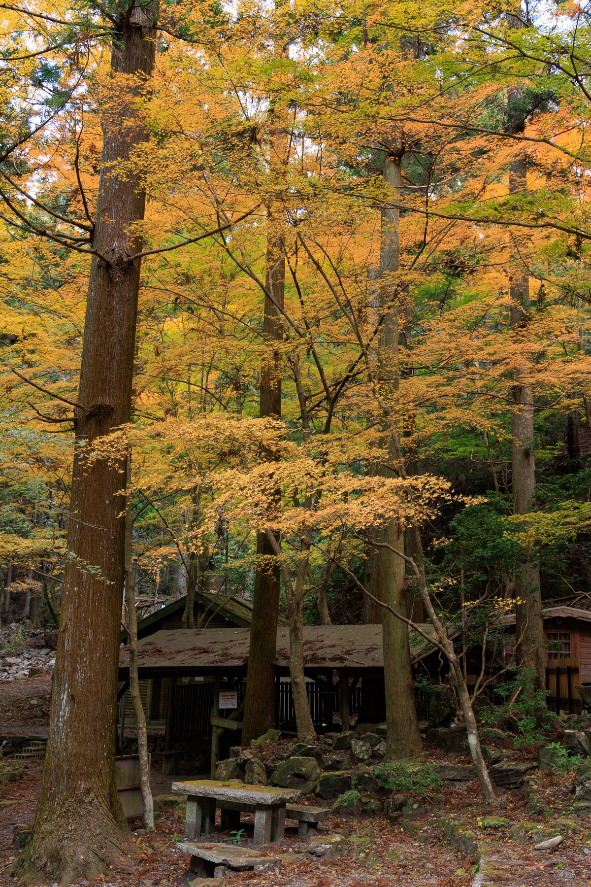 紅葉の秋 街の紅葉｜yamadagawa