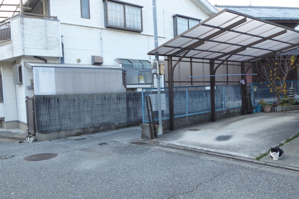 写真日記「あっちとこっちに猫」｜ともた