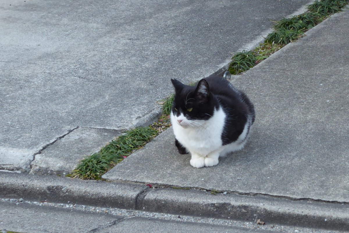 写真日記「あっちとこっちに猫」｜ともた