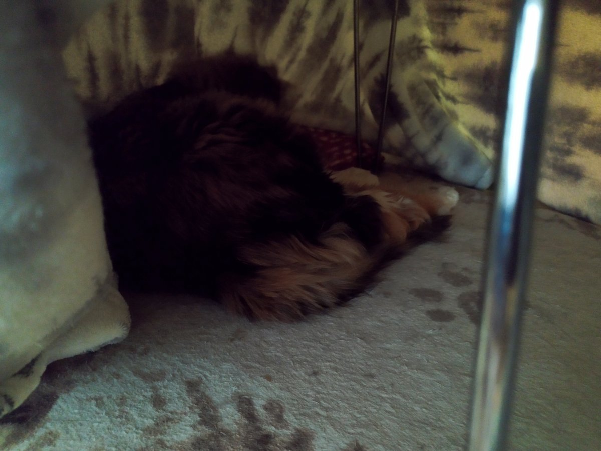 お祈り🎵｜龍雅不知夜月