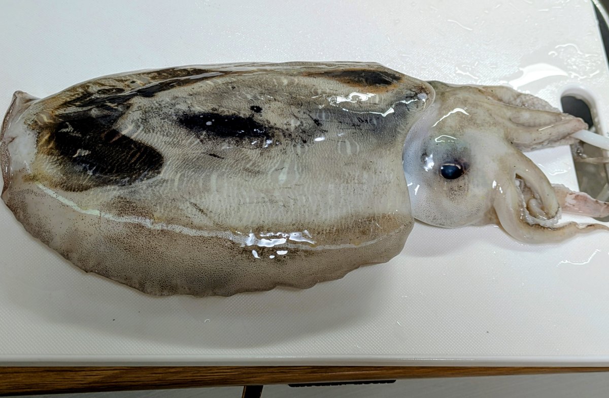 無期限メンテナンス日記080｜バーバ母