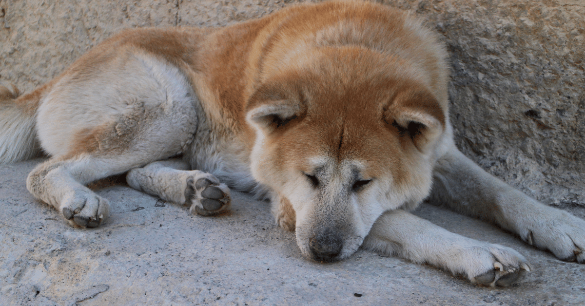 犬は本当に防犯になる？番犬に向いている犬種を調べてみた｜防犯カメラ屋さんのトリニティー