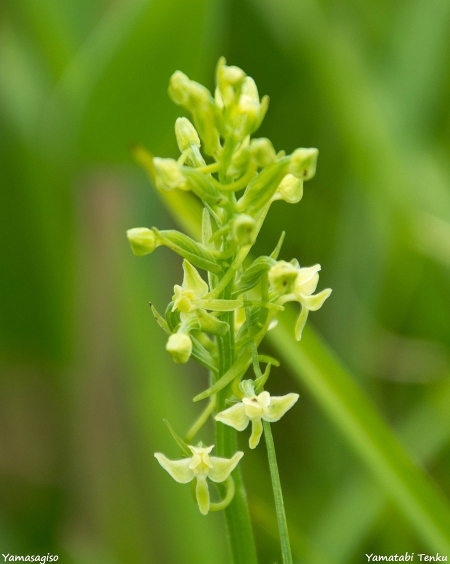山の絶滅危惧種など動植物との出会い。夏の想い出「尾瀬の花」｜山旅天空倶楽部