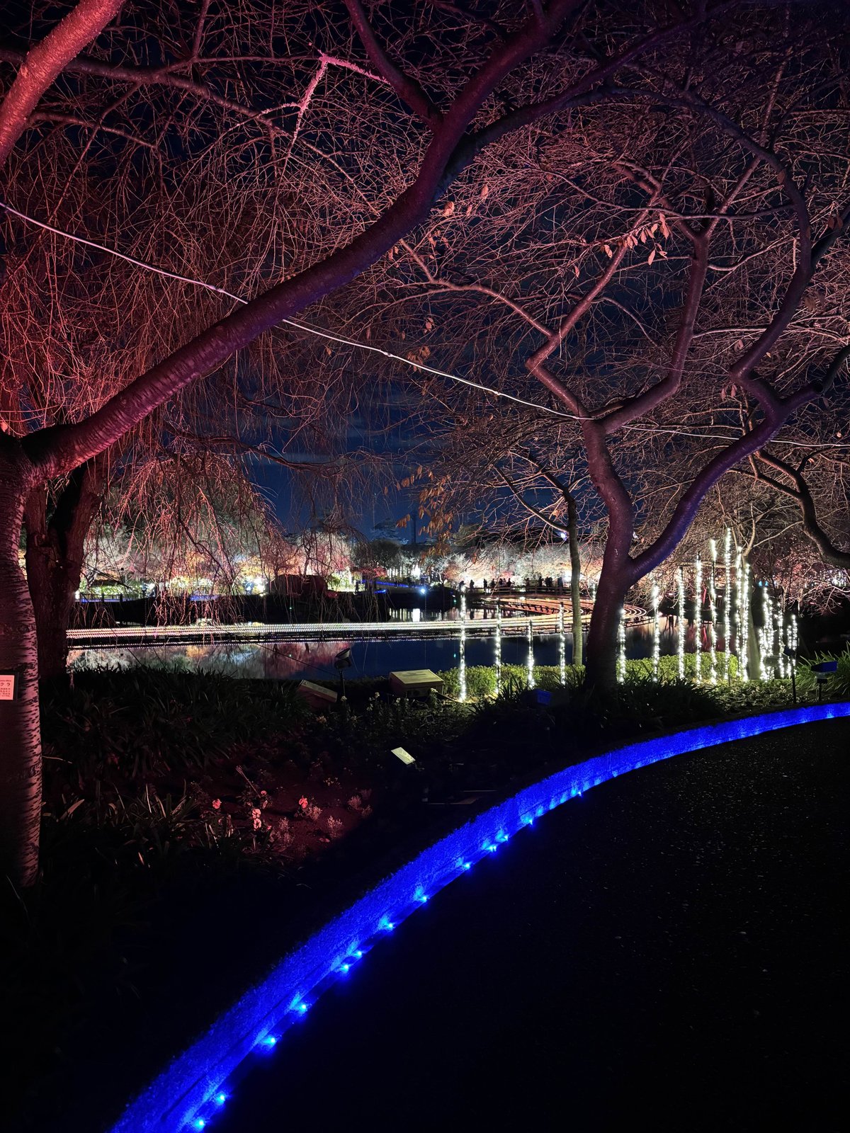 東海ではイルミネーションの代名詞―なばなの里 観光スポットレビュー｜Tea REX