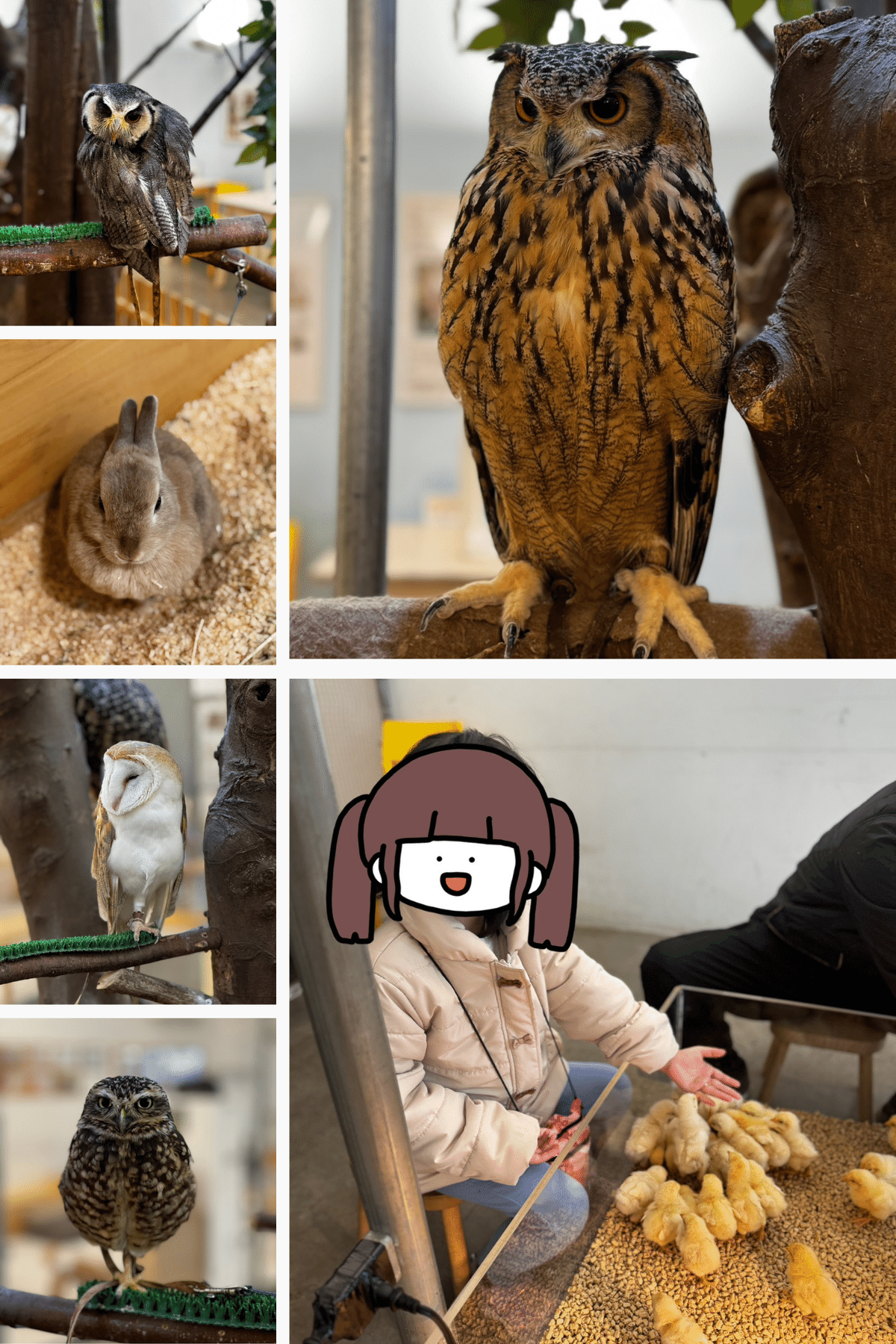冬休み、近場で動物に癒された日｜イーアス高尾のアニマルカフェへ｜ペン吉@やさしさ伝えるKindle作家🐥