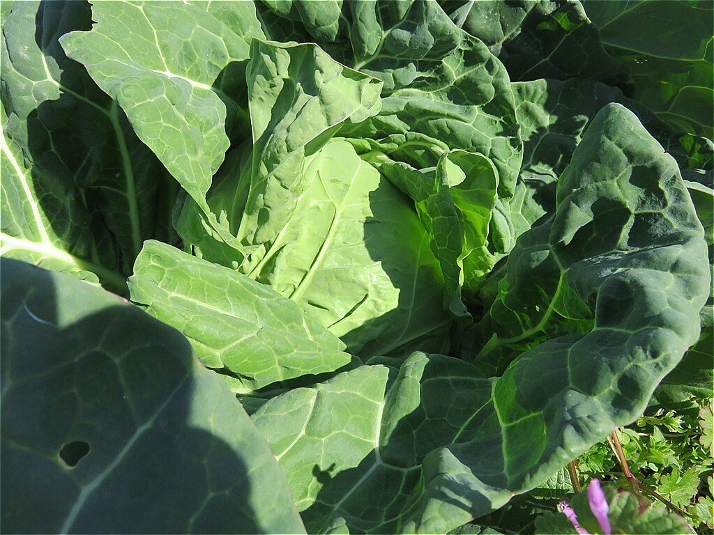 12月27日・青梗菜が美味しい｜磐田のえいちゃん 自然農は自由だ。