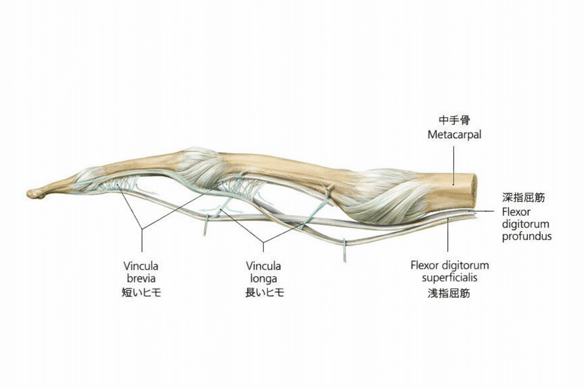 「PIP関節骨折 ― 治療法の違いより“リハビリ介入の質”が結果を分ける」｜Rehab for the Hand