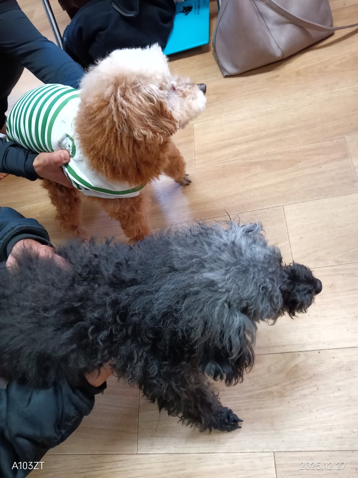 ルナ🌙ちゃん。新しい家族になりました。｜Jパパ@交通安全啓発隊・正直度120%