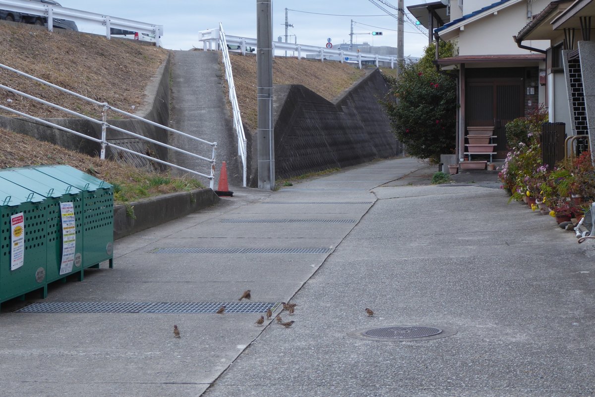 写真日記「すずめが飛んできた」｜ともた