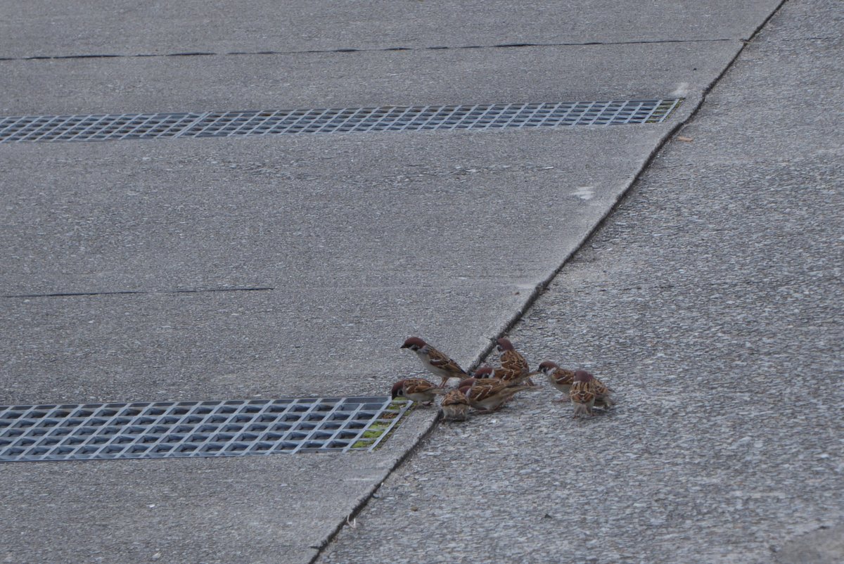 写真日記「すずめが飛んできた」｜ともた