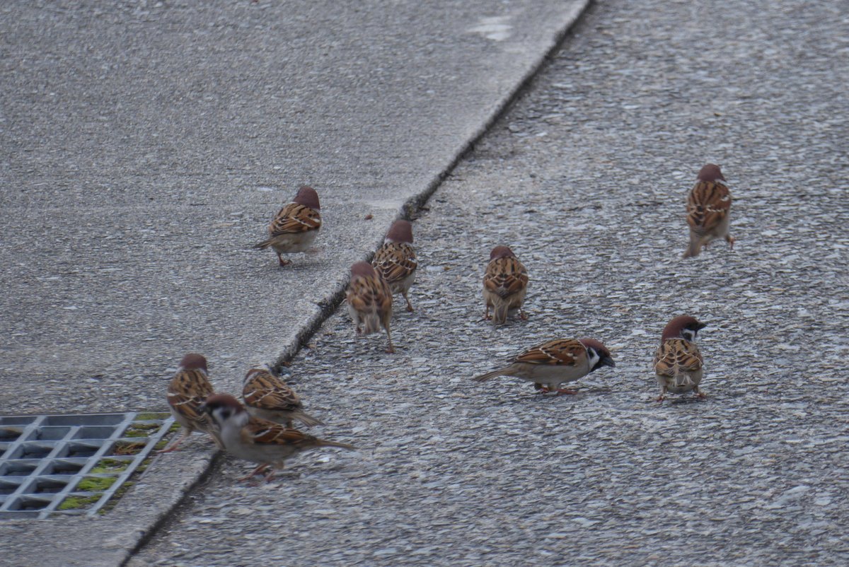 写真日記「すずめが飛んできた」｜ともた