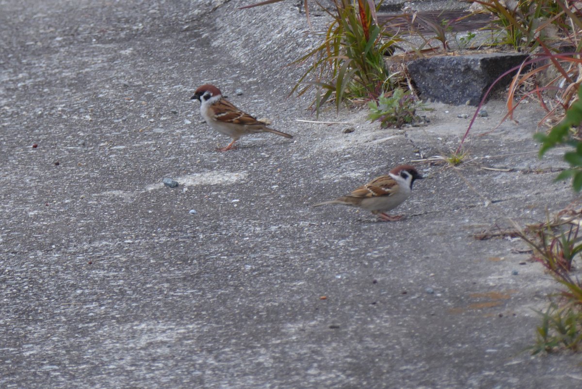 写真日記「すずめが飛んできた」｜ともた