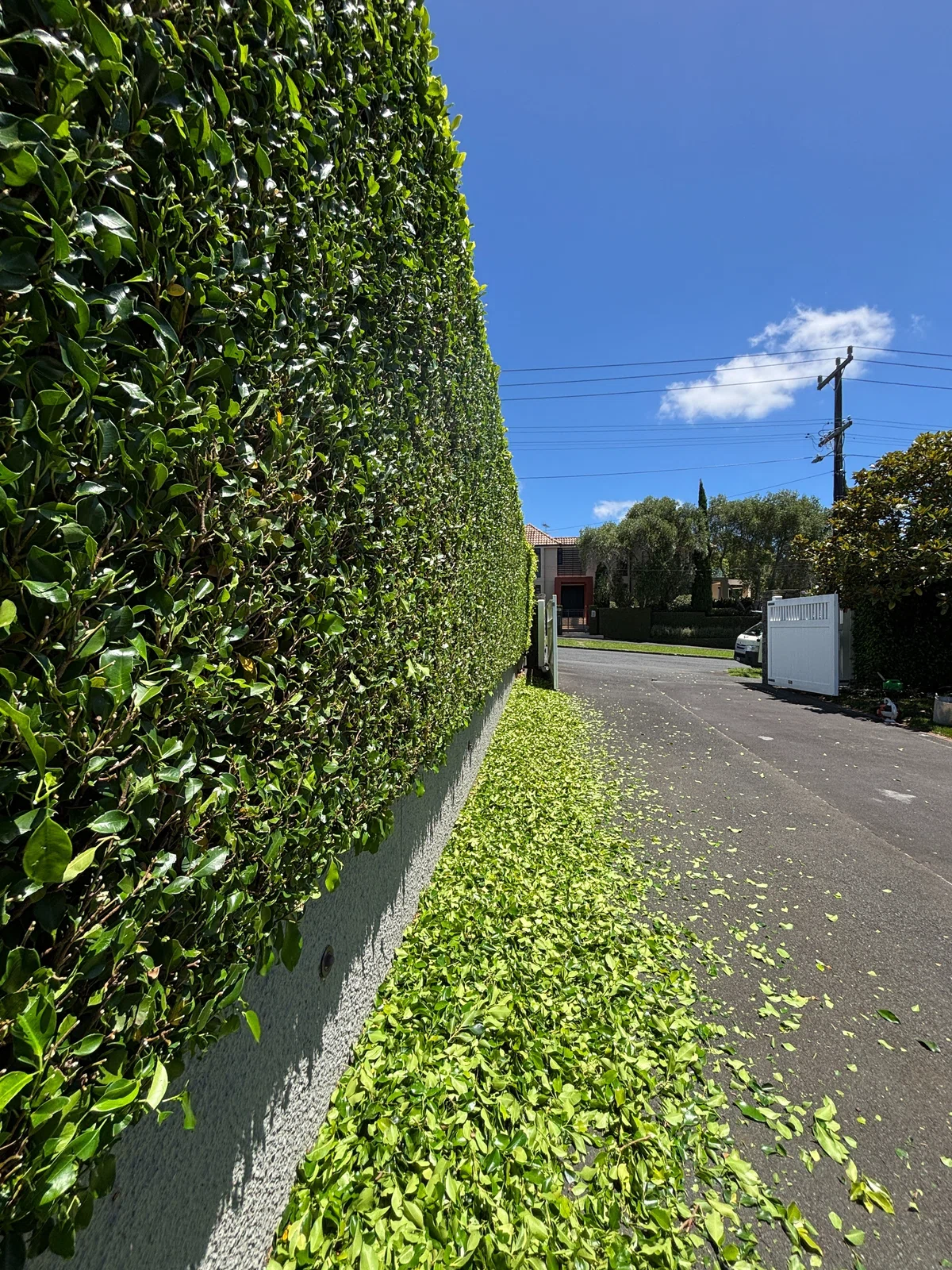 生垣（Hedge）について｜Tsubasa, the Gardener