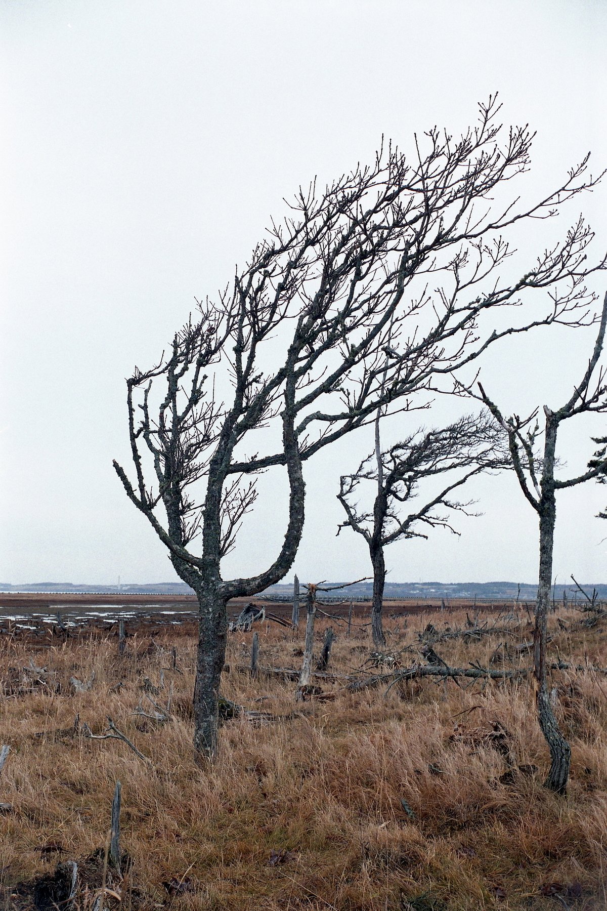 25年11月 道東 スーパージレッテ(3)｜robert_oku