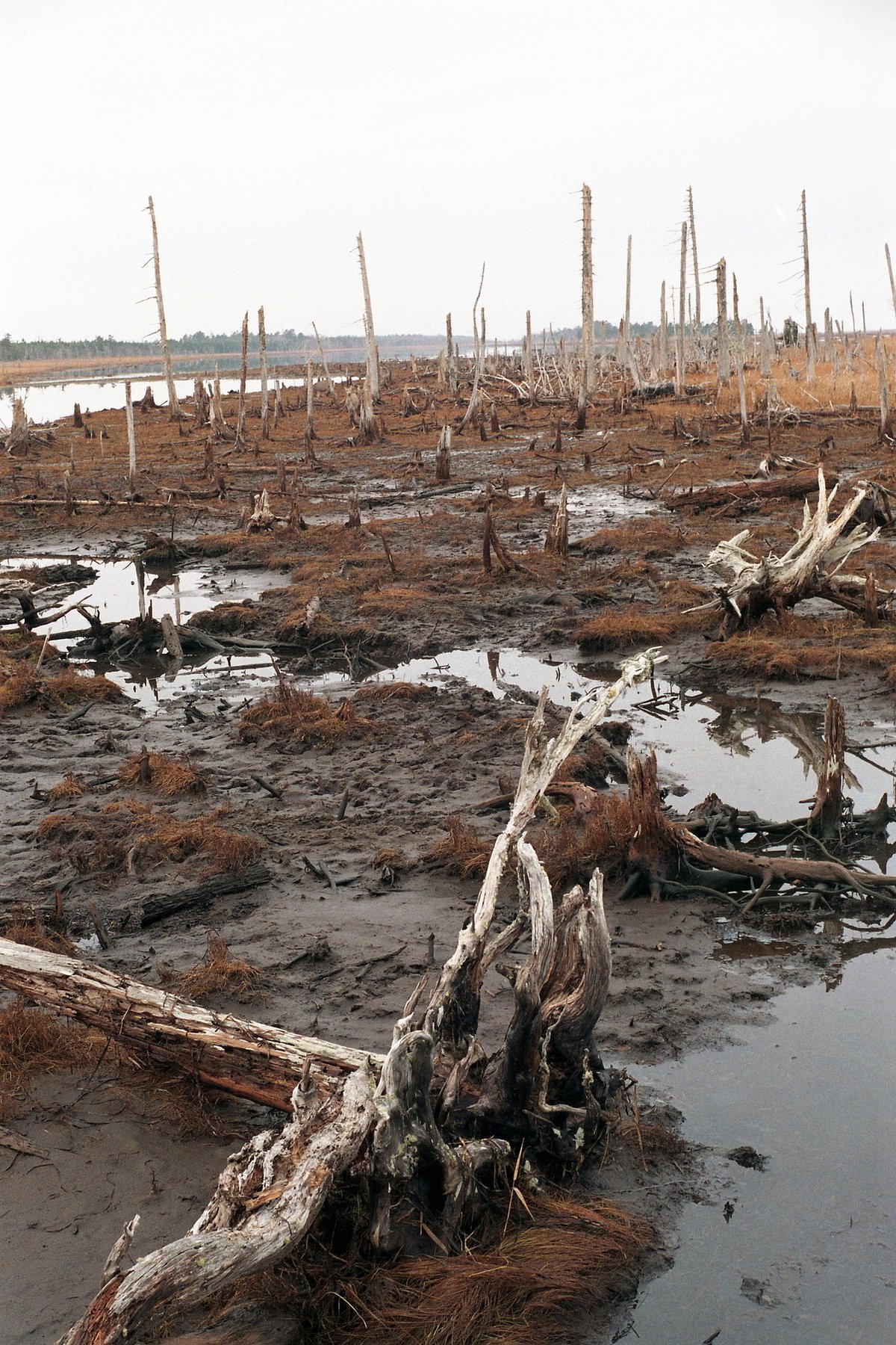 25年11月 道東 スーパージレッテ(3)｜robert_oku