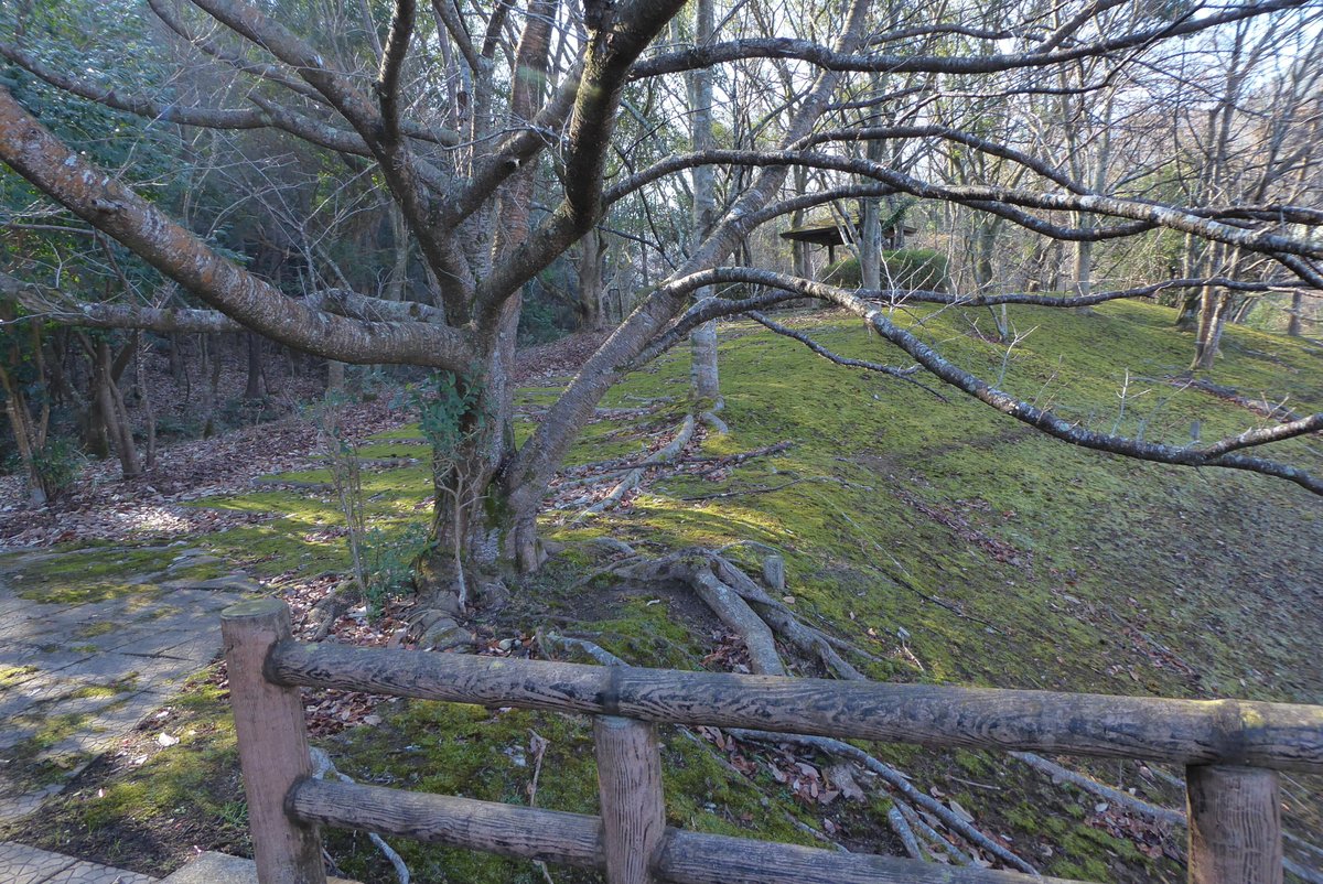 写真日記「苔をアップで撮ってみたら」｜ともた