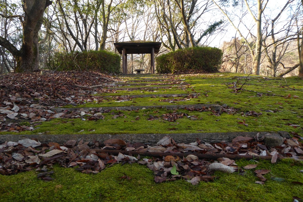 写真日記「苔をアップで撮ってみたら」｜ともた