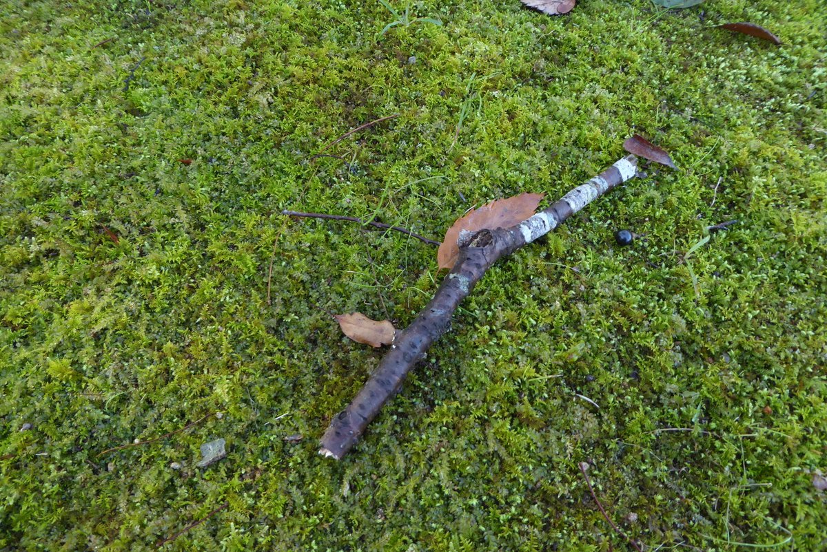 写真日記「苔をアップで撮ってみたら」｜ともた