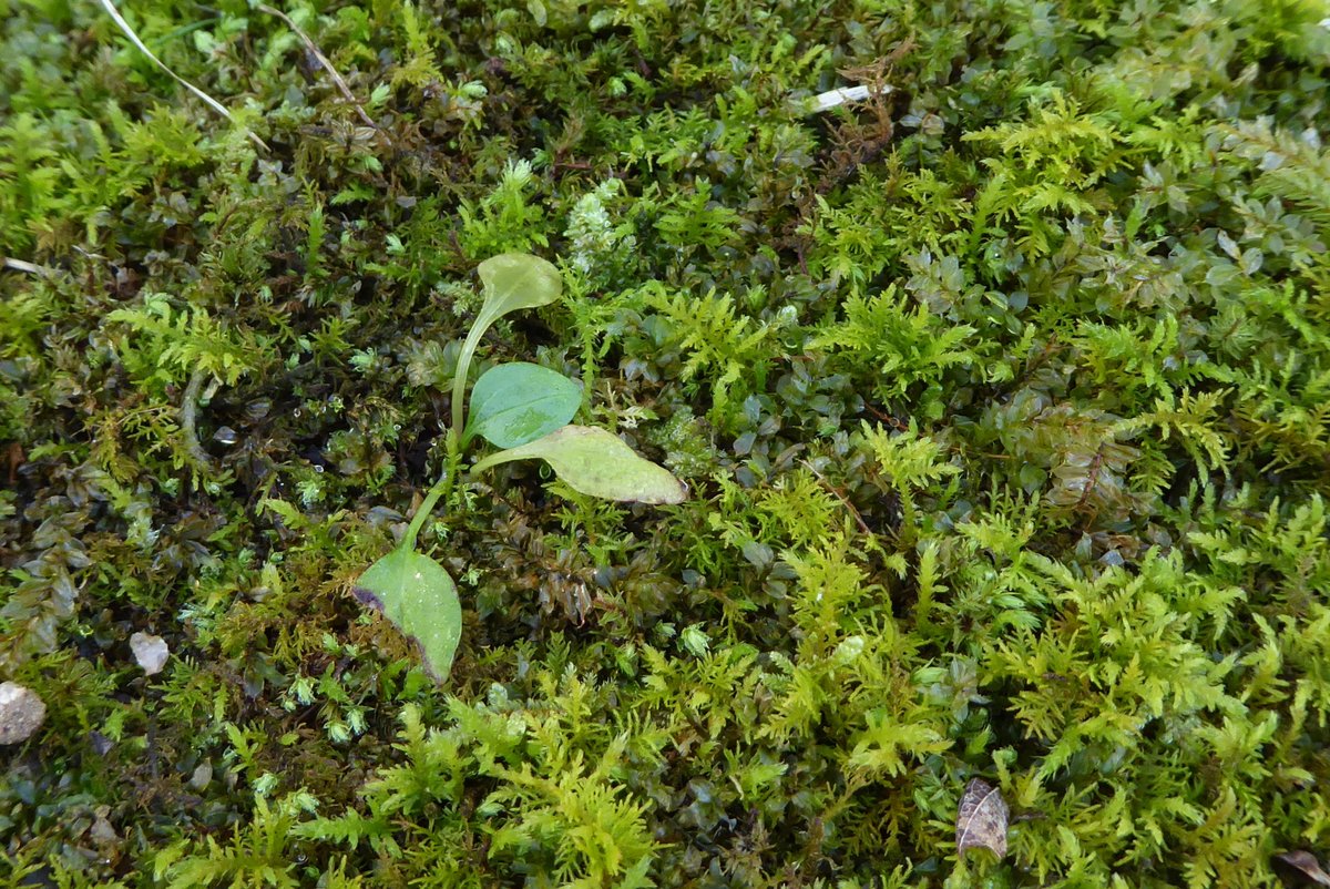 写真日記「苔をアップで撮ってみたら」｜ともた