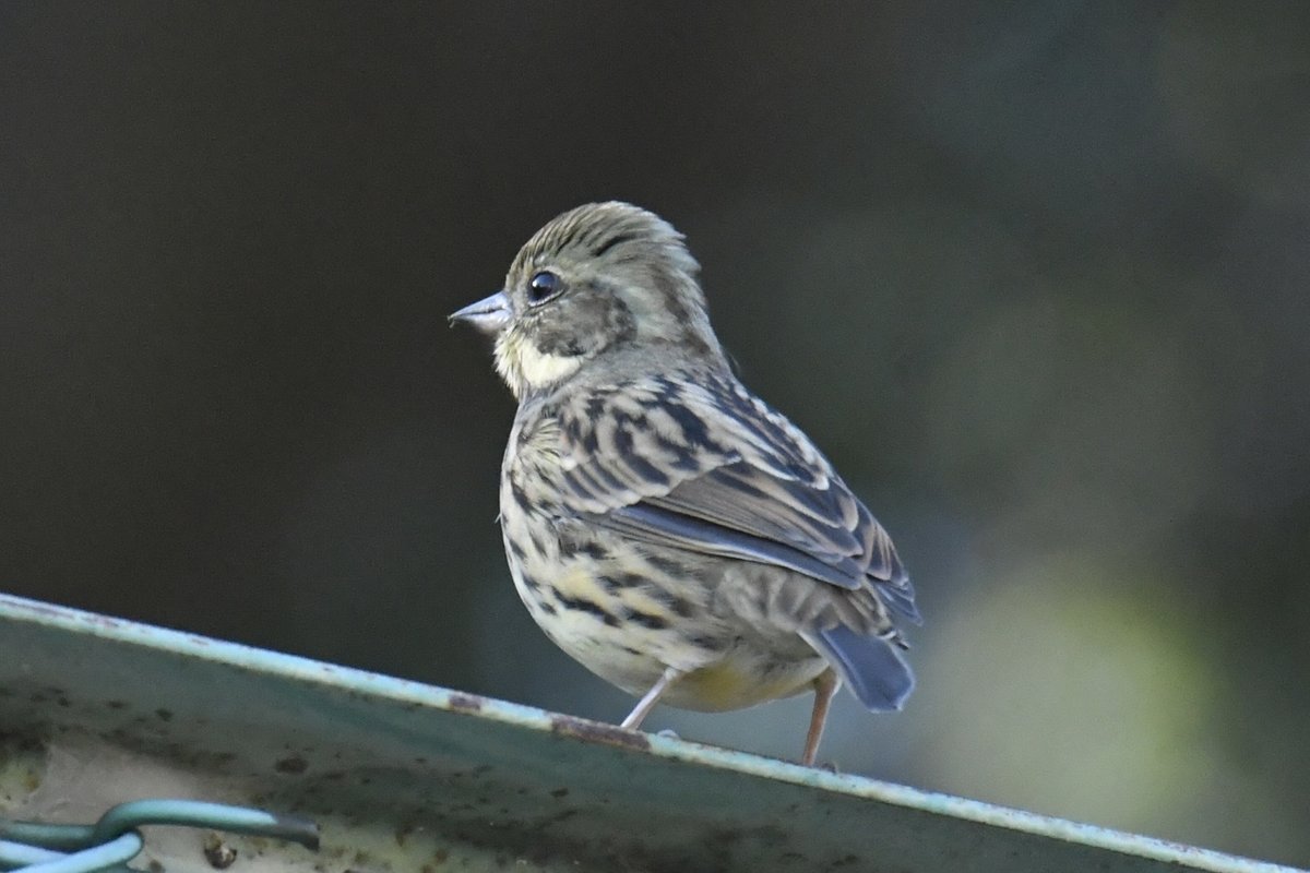 新年 初詣 鳥見｜something blue
