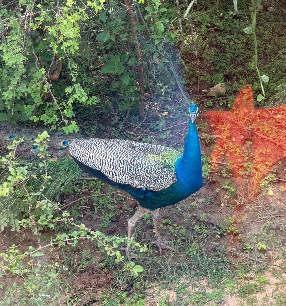 スリランカ巡礼レポートⅡ ⑥ （四日目後半・シトゥルパウワ篇）｜ヨシムラ マサオ