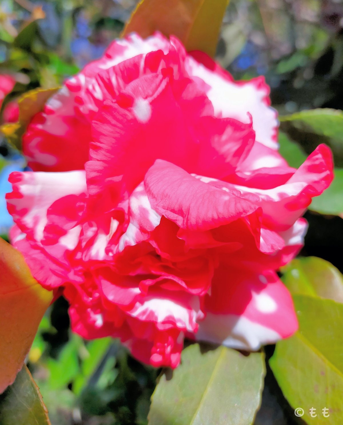 おはようございます(*´︶`*)紅白の 旅路寿ぐ 太神楽 .*･ﾟ｜もも【花写真・棚田写真・もも写真】